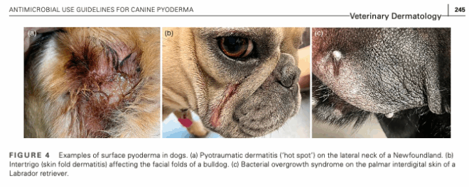 ISCAID Canine Pyoderma Antimicrobial Use Guidelines Update, Part 1: Surface Pyoderma | Worms ...